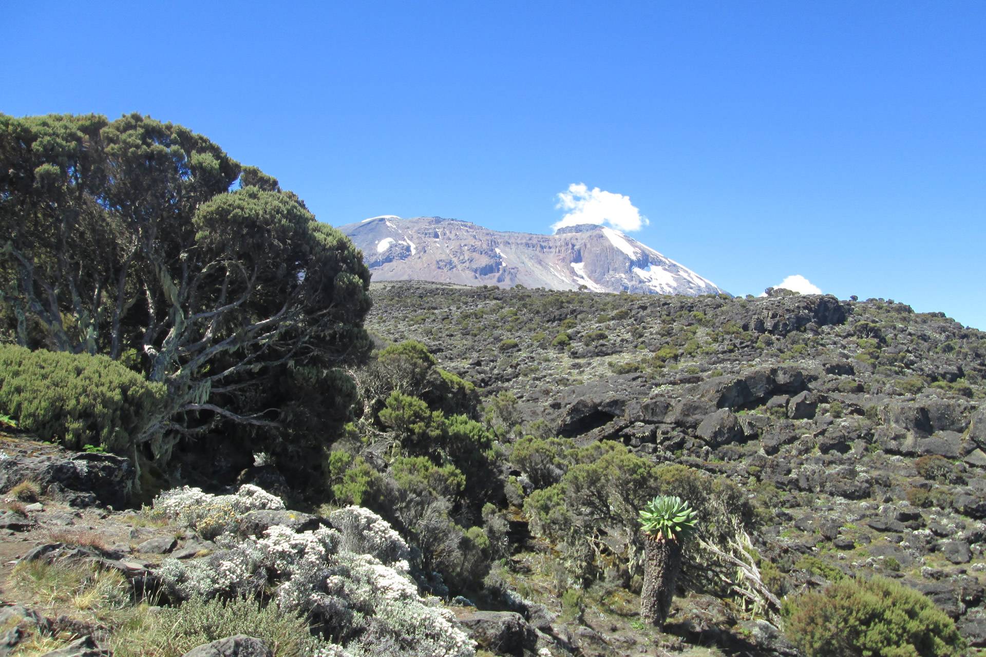 Rongai Route Kilimanjaro Climbing Tour - Mighty Africa Xpeditions